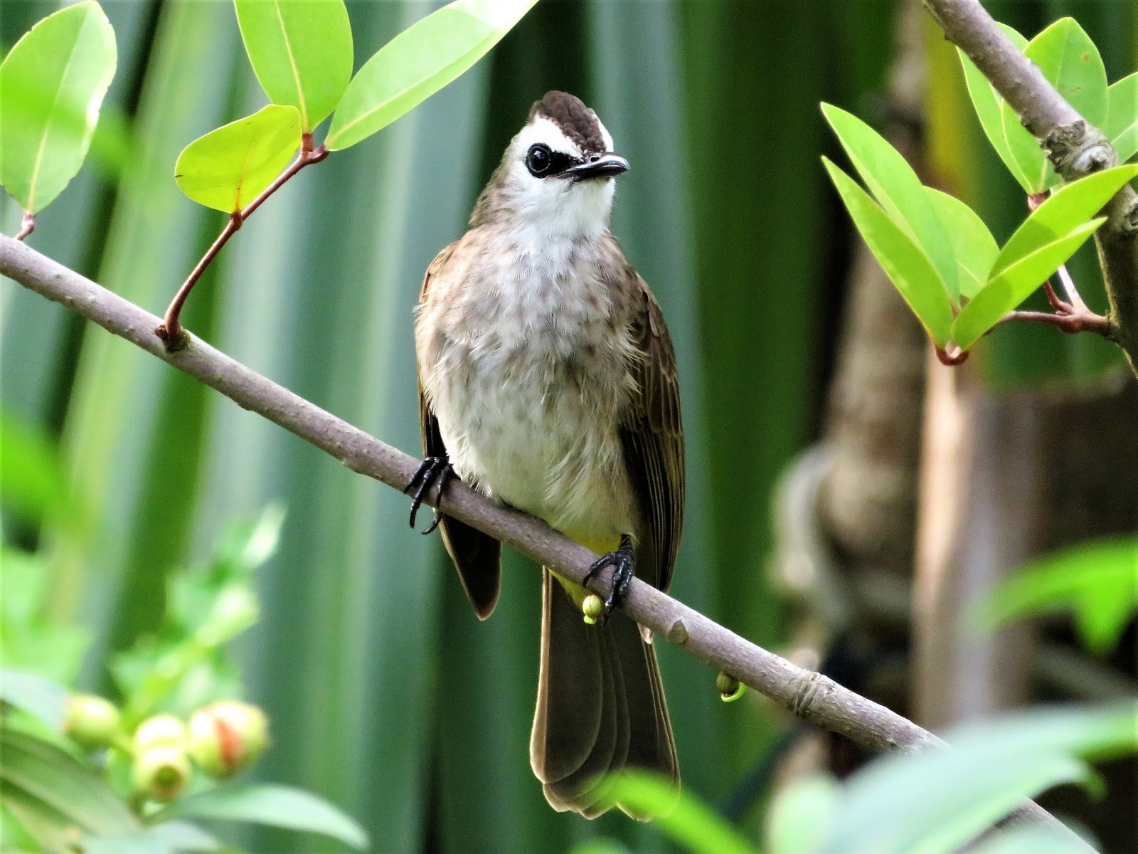 Birds in Singapore – Hiking the Green Isle
