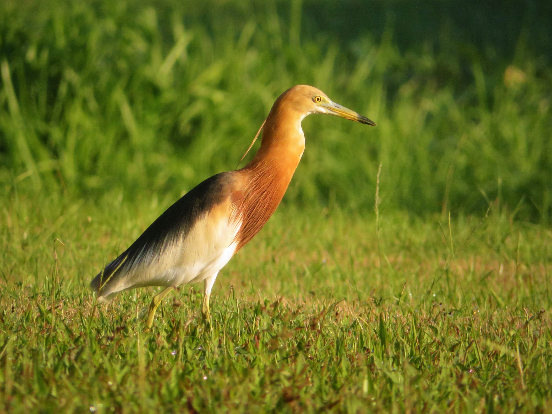 Birds – Hiking the Green Isle