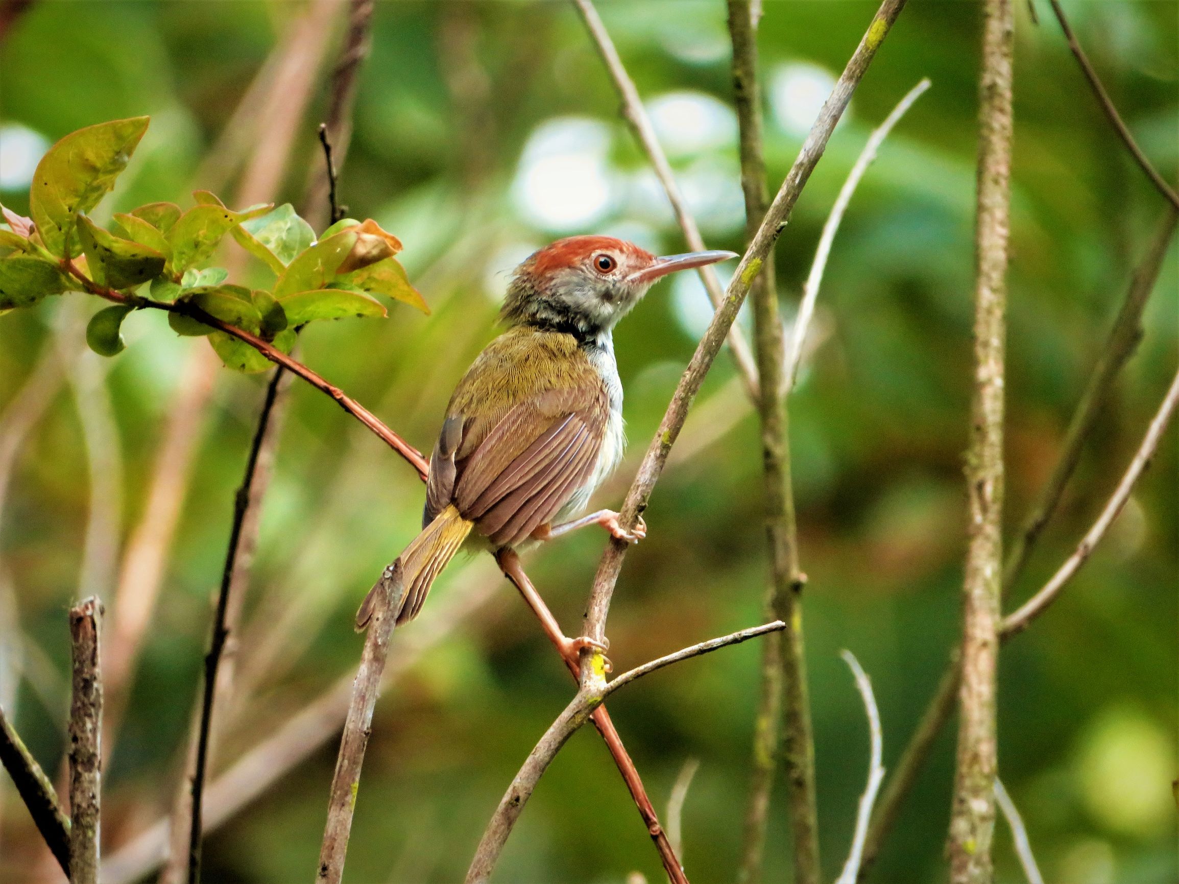 Birds – Hiking the Green Isle