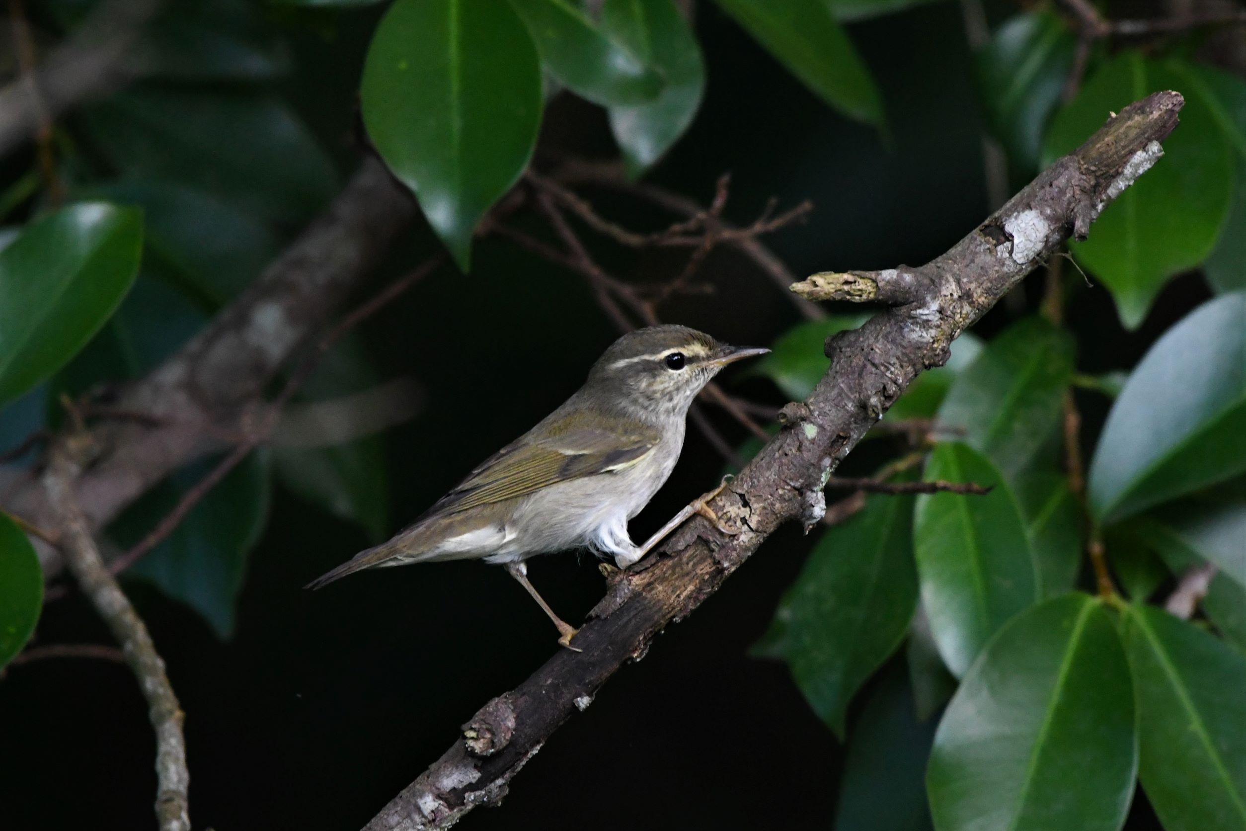 Birds – Hiking the Green Isle