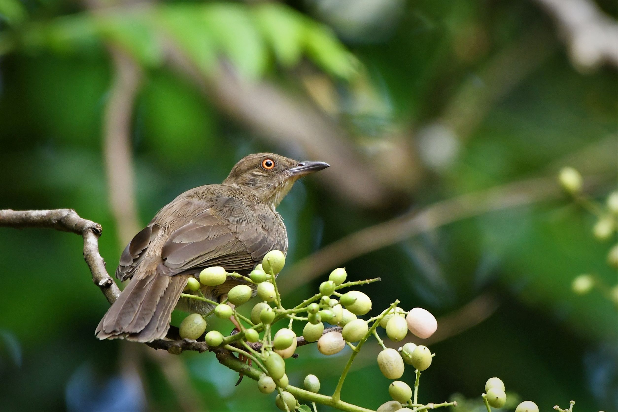 Birds in Singapore – Hiking the Green Isle