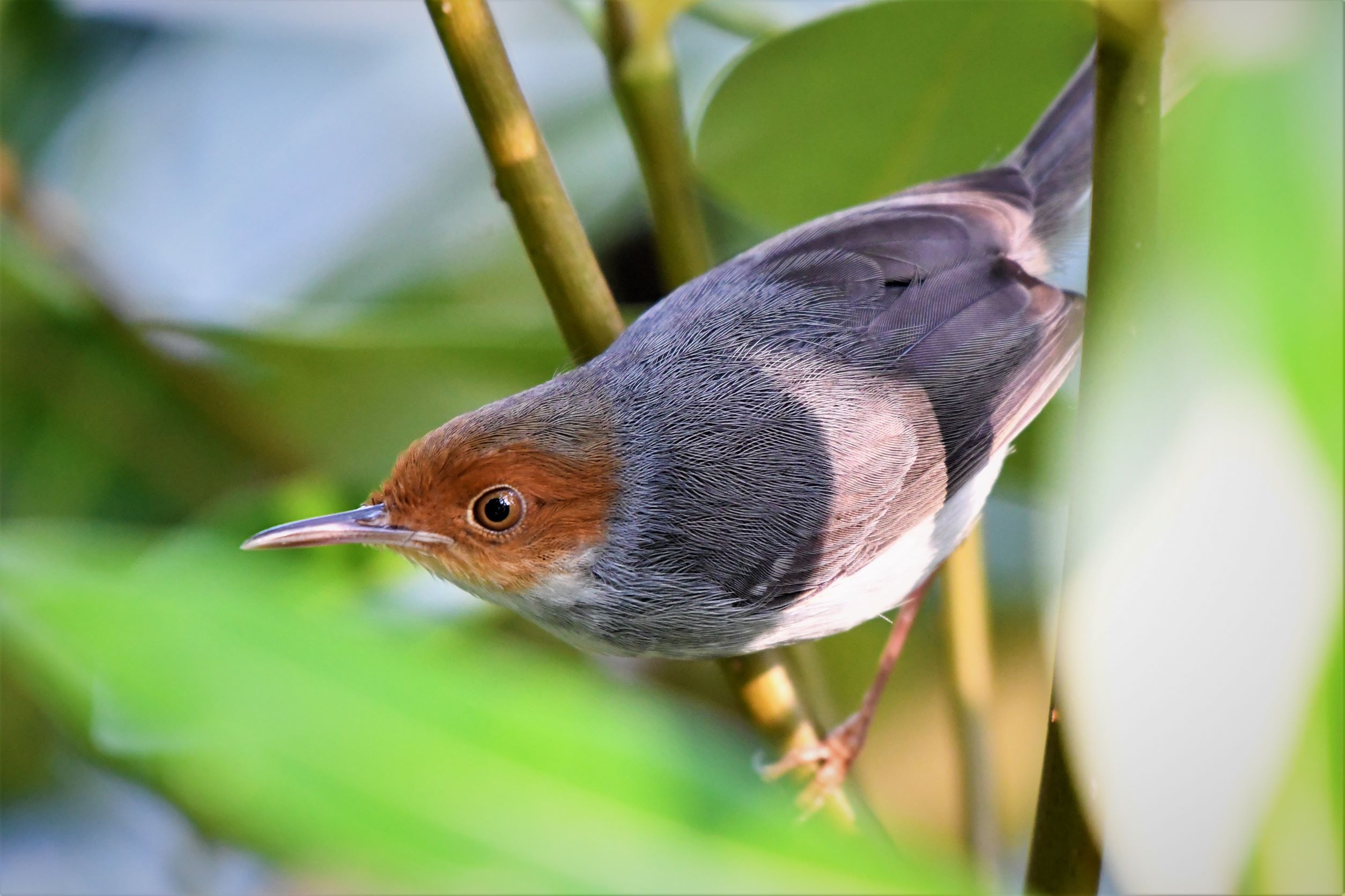Birds in Singapore – Hiking the Green Isle