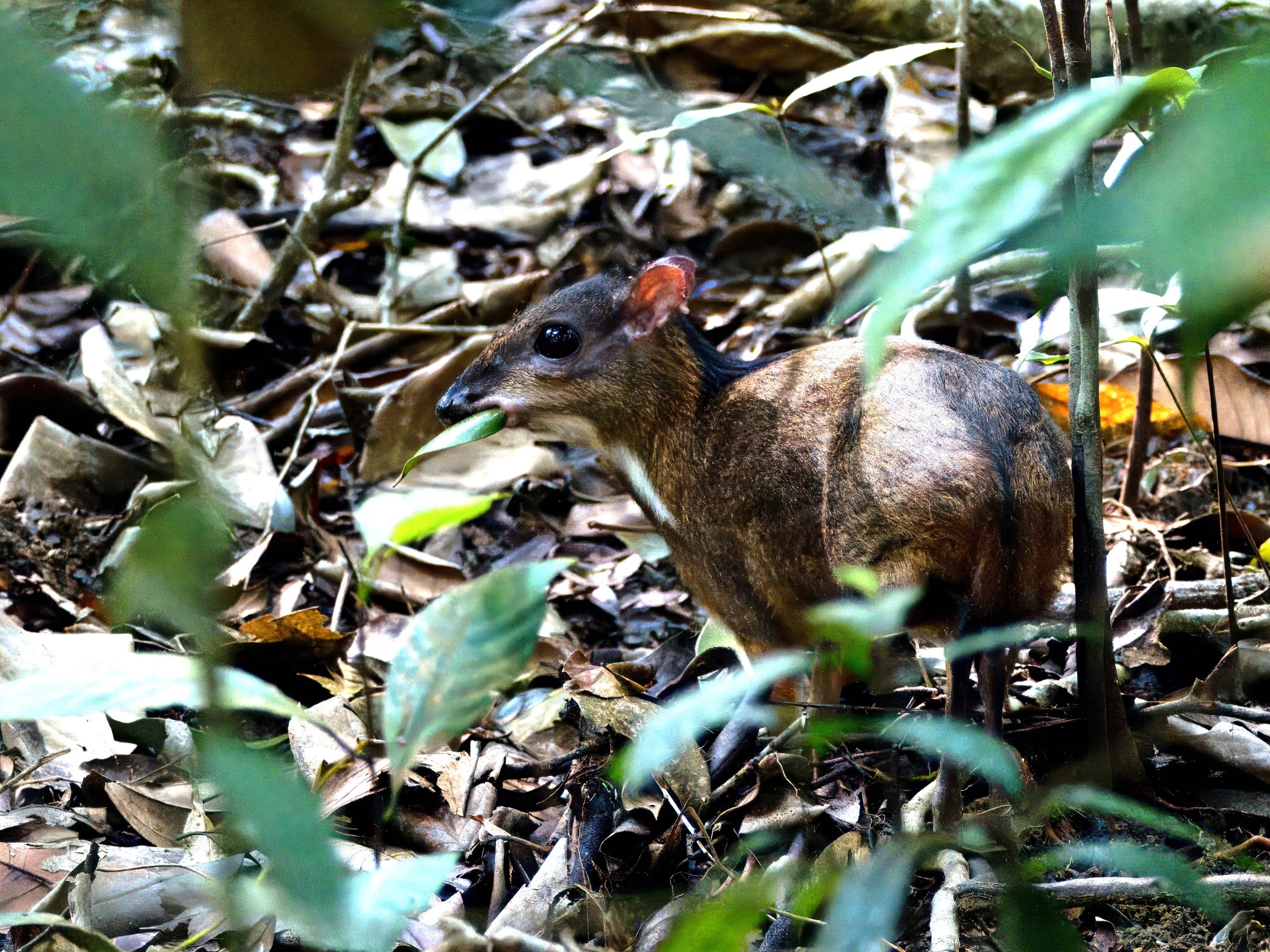 Other Wildlife – Hiking the Green Isle